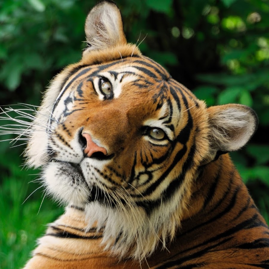 Kirae Tiger Therian - YouTube