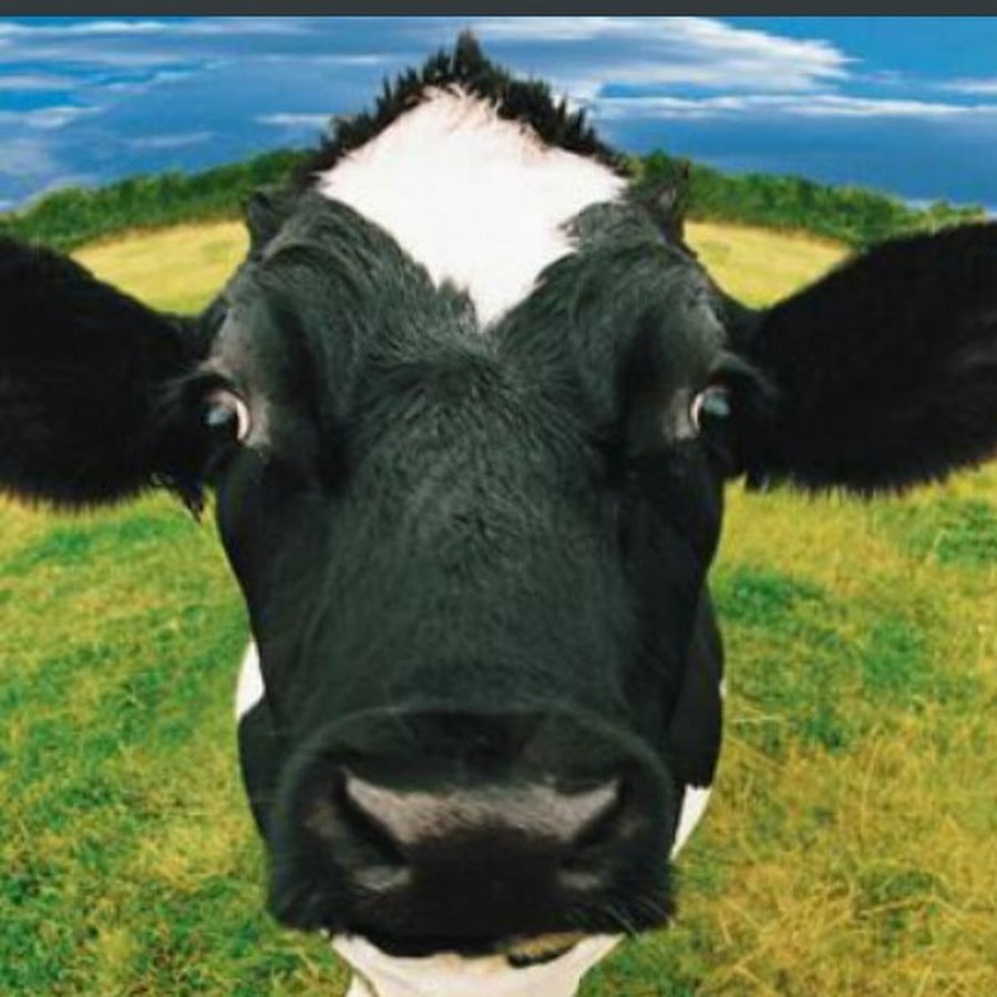 Cowcow 123 - YouTube