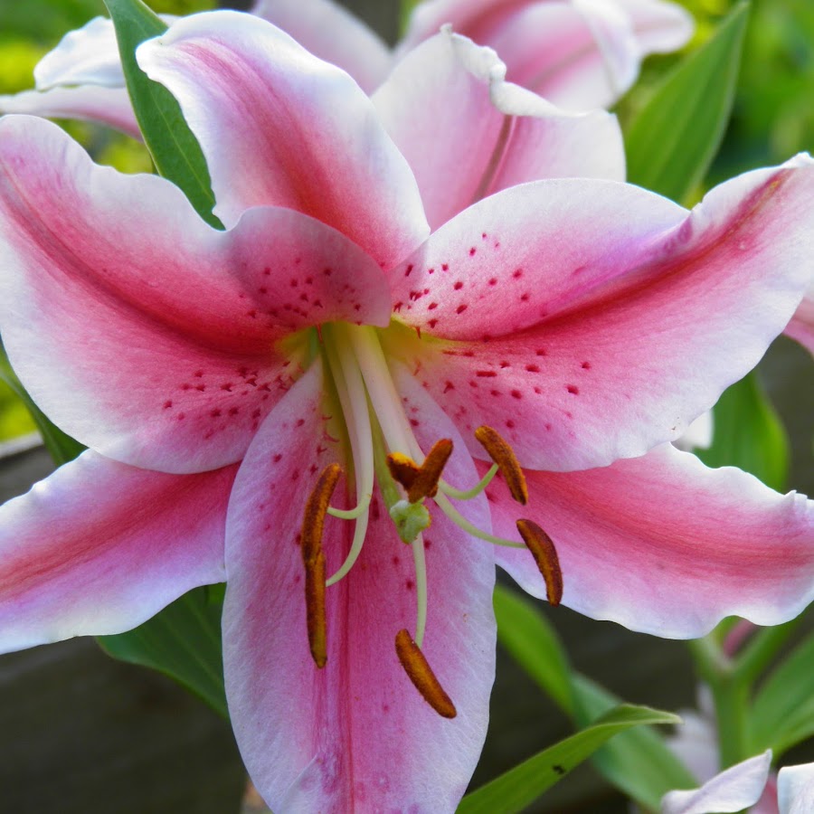 Cecelia France - YouTube