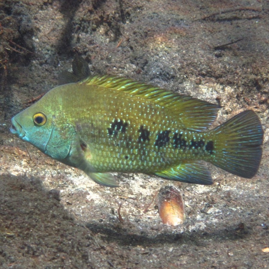 Cíclidos México - YouTube