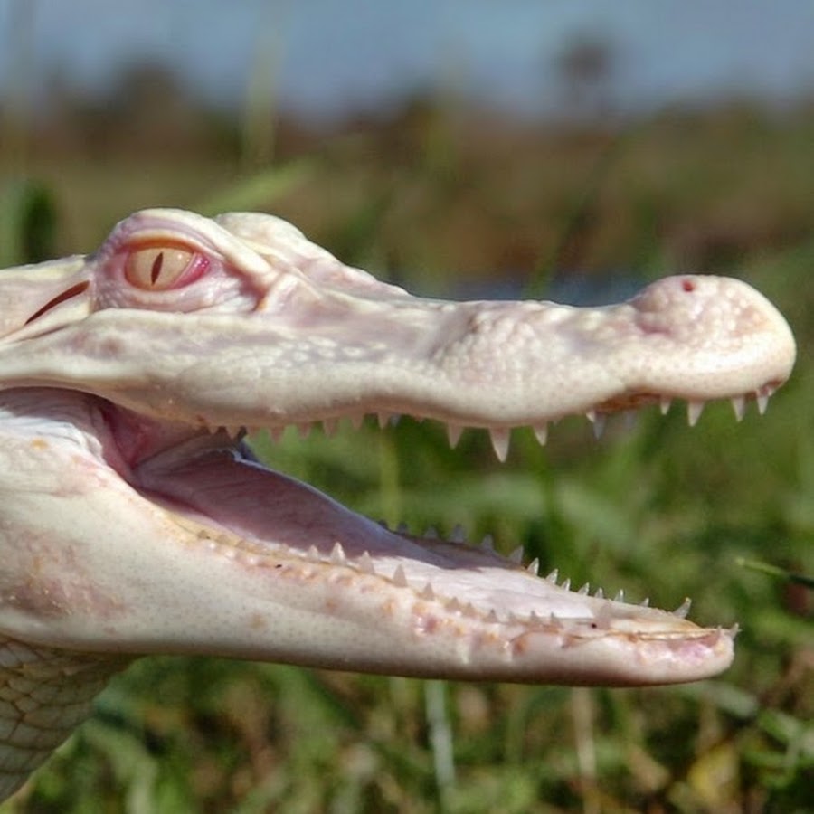 FERME AUX CROCOS TV - YouTube