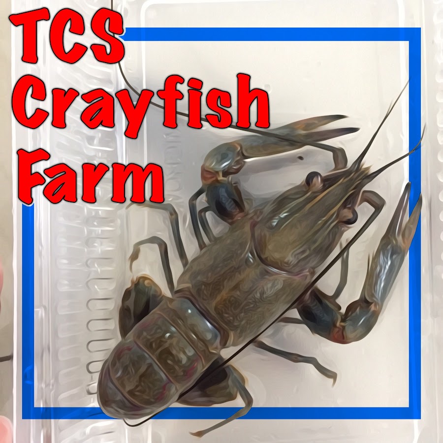 TCS Crayfish Farm - YouTube