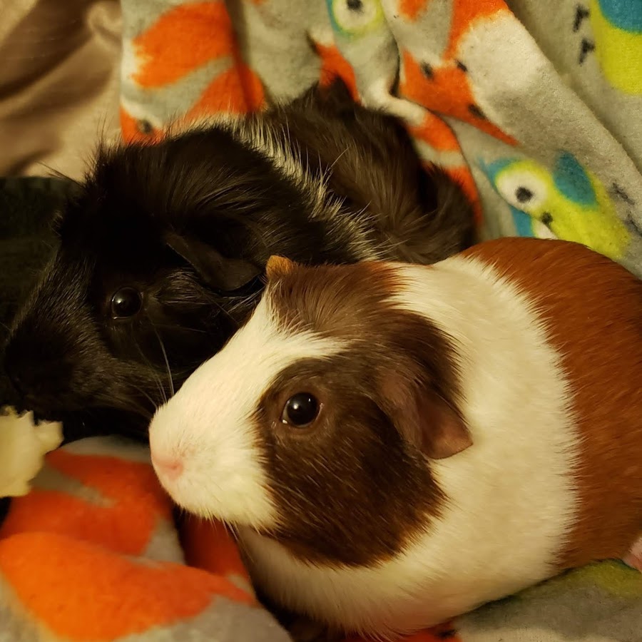 Guinea Pig Cafe - YouTube