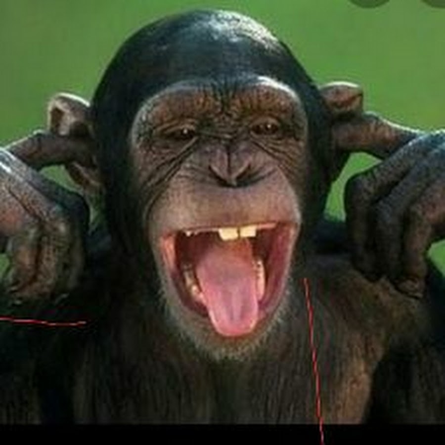 Monkey Force - YouTube