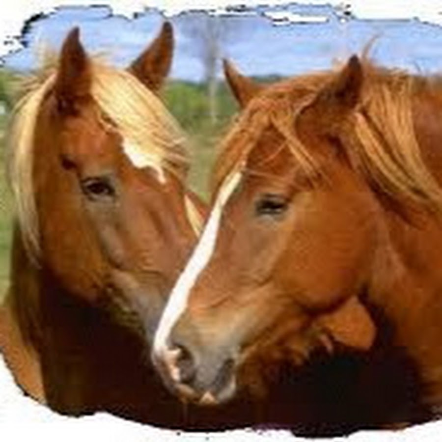 caval horse - YouTube