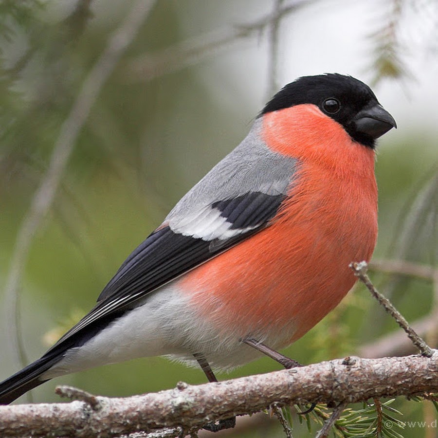 fugle i danmark - YouTube