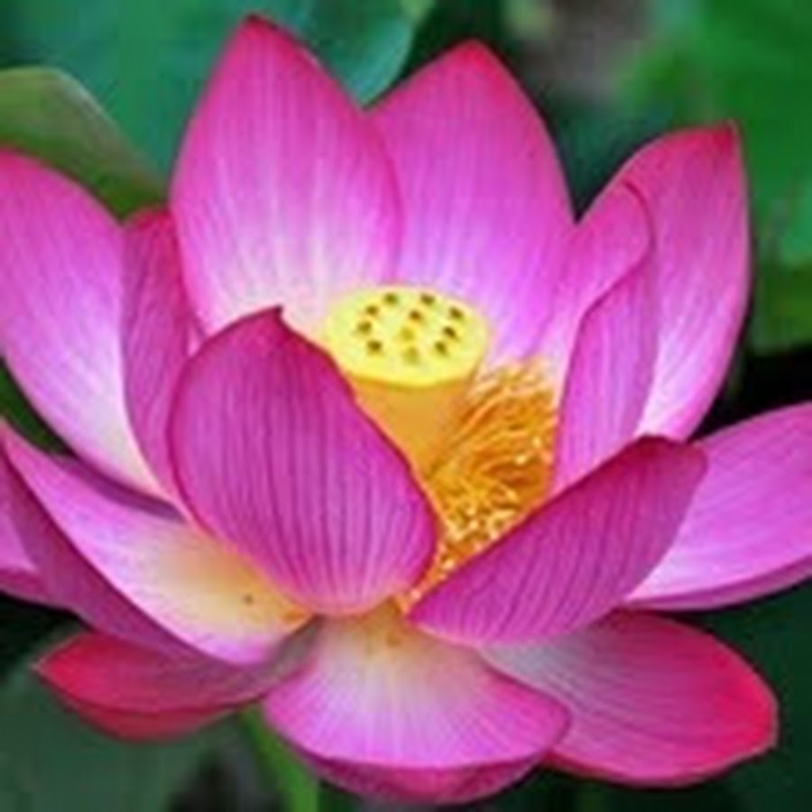 Moon Lotus - YouTube