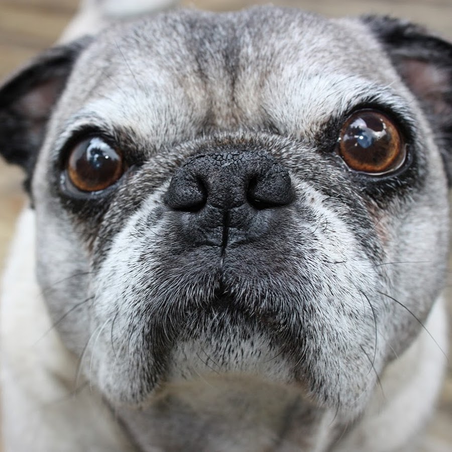 King Tug Pug - America's Oldest Pug - YouTube