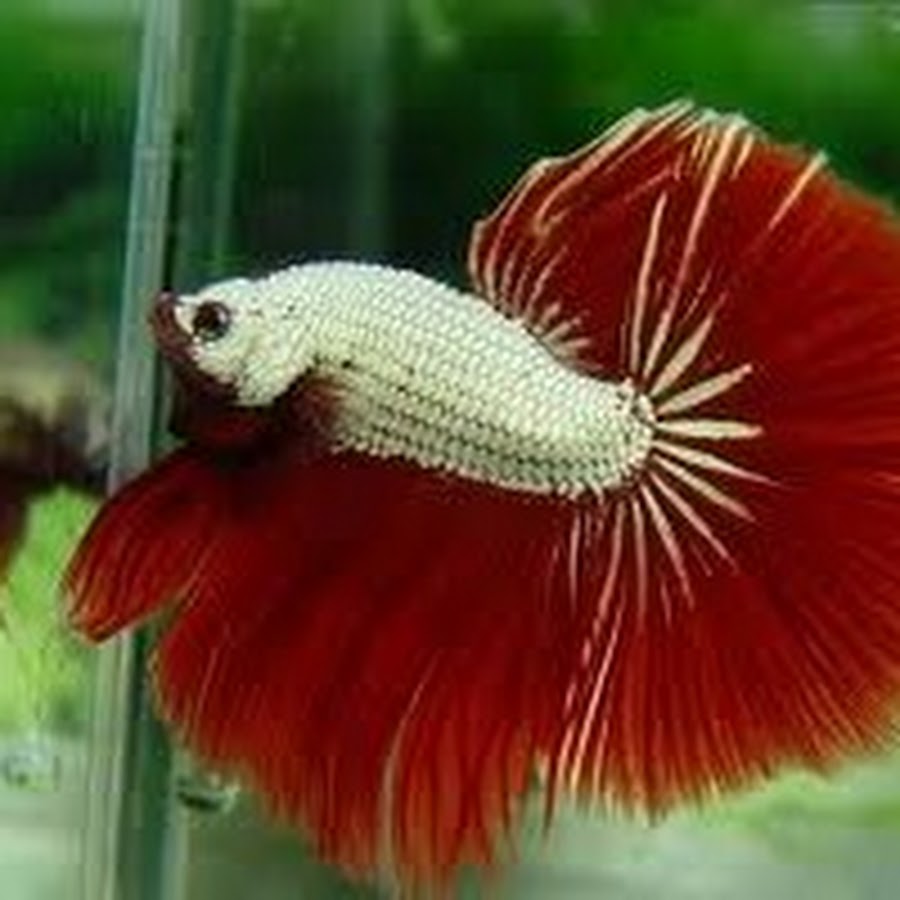 power fish - YouTube