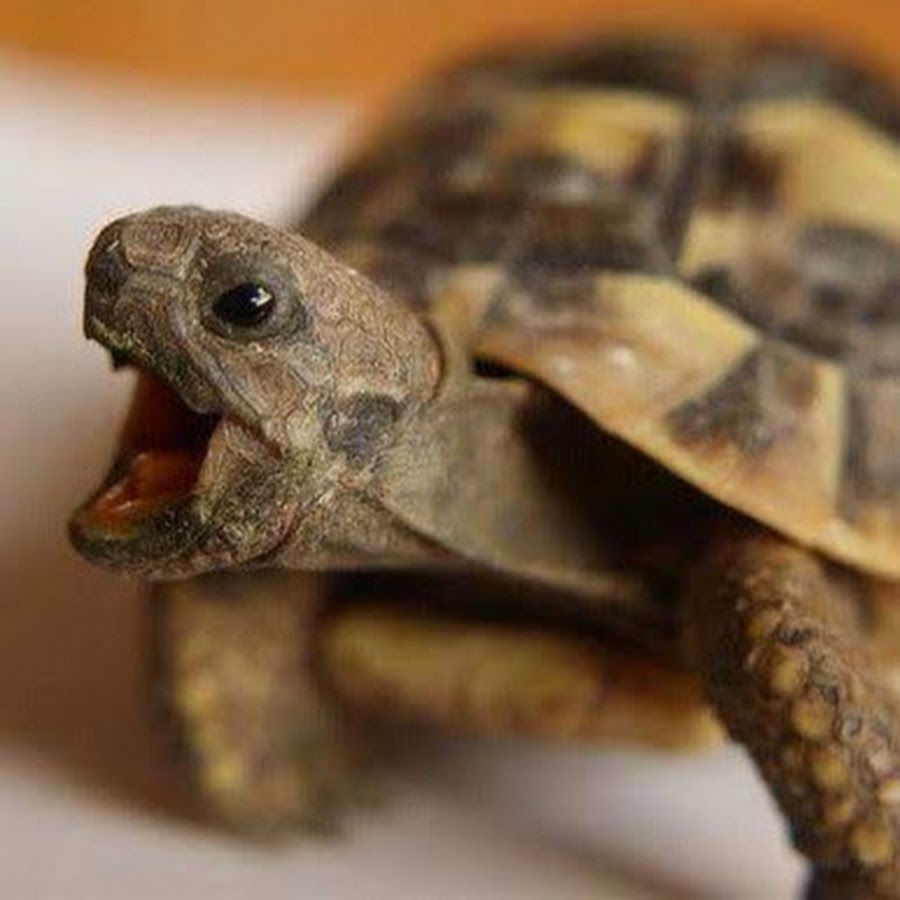 Tortoise King - YouTube