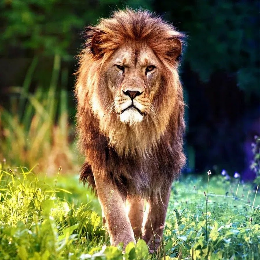 VESH official - YouTube