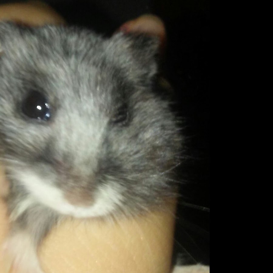 HAMSTER FAN - YouTube