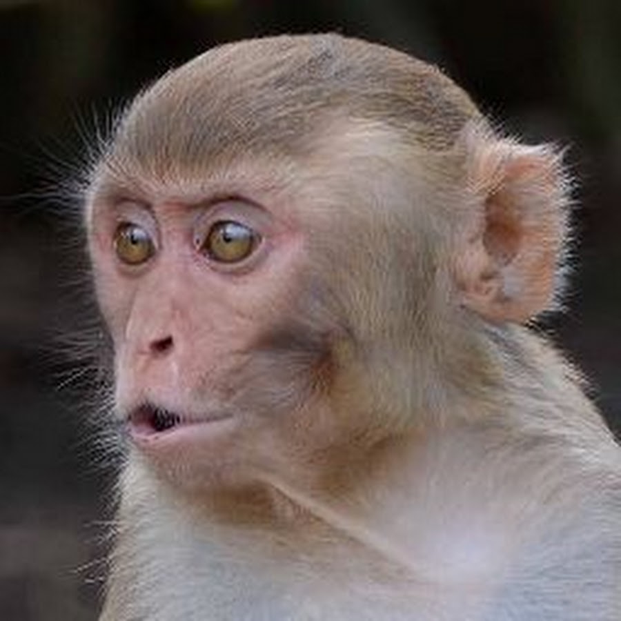 Monkey Butler - YouTube