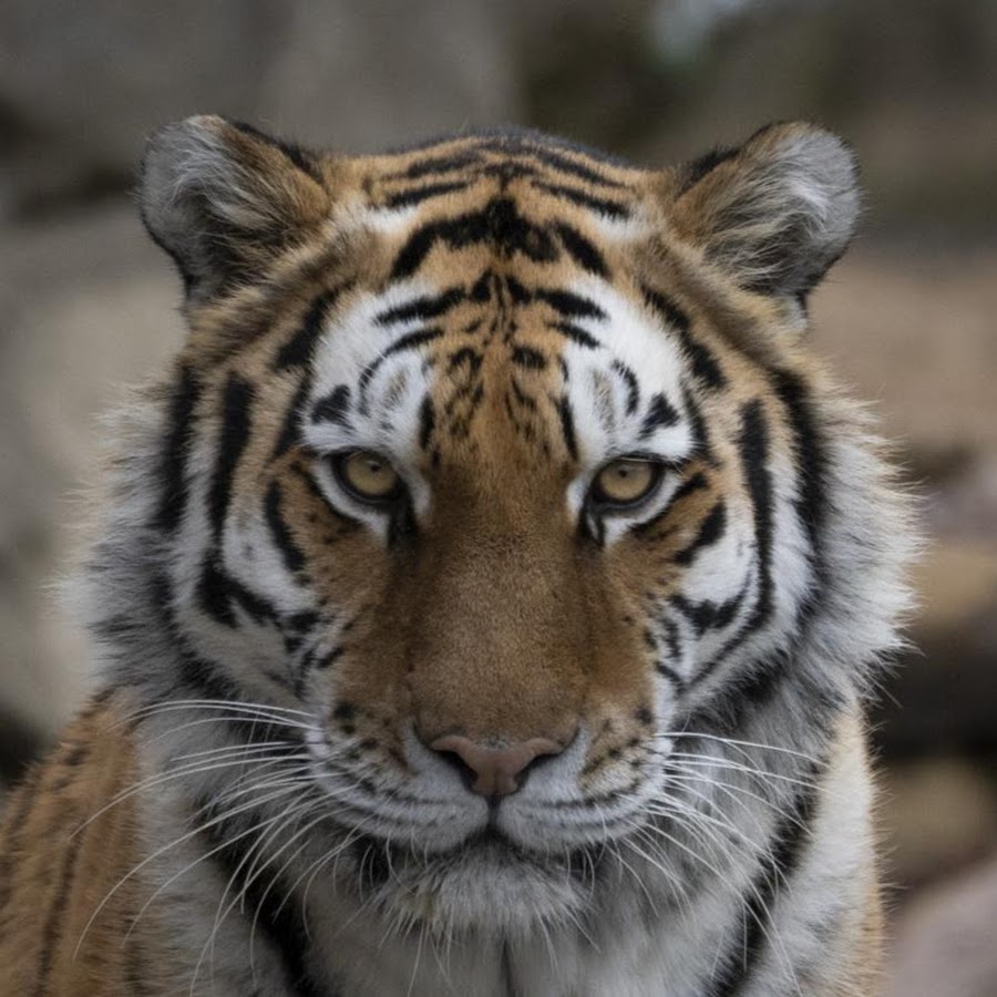 TigerMan 300900 - YouTube