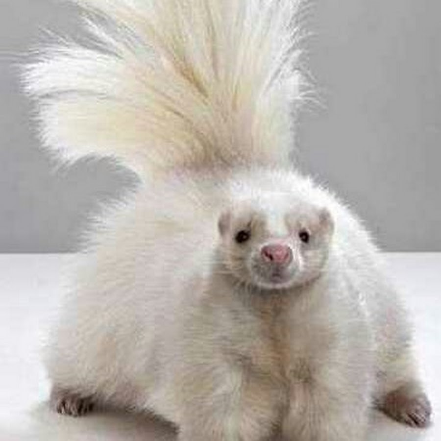 Cream Skunk - YouTube