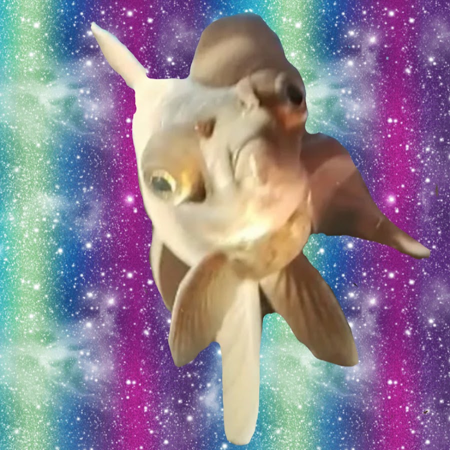 Idiot Fish - YouTube