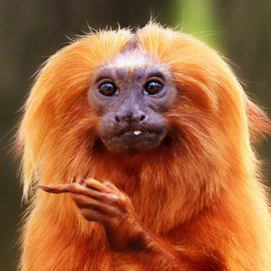 Monkey buddy Nejej - YouTube