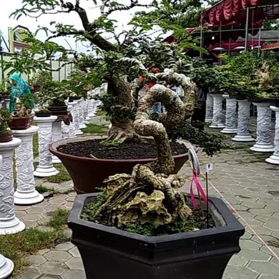 Penggemar bonsai unik dan Tanaman hias - YouTube
