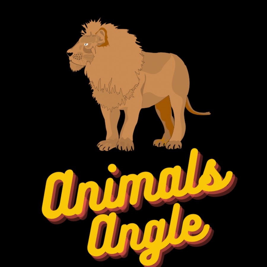 Animals Angle - YouTube