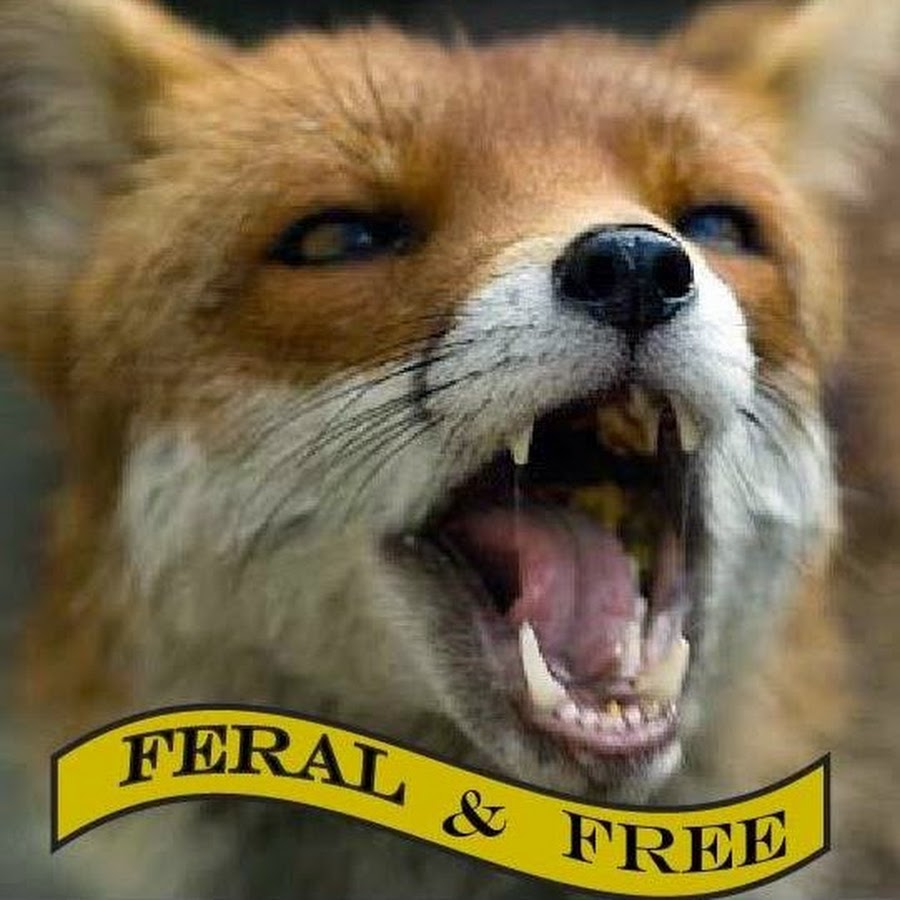 Mad Fox - YouTube