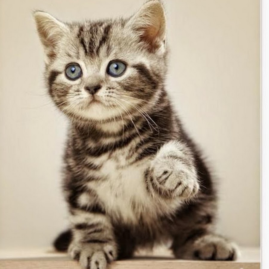 Anna cat 2019 - YouTube