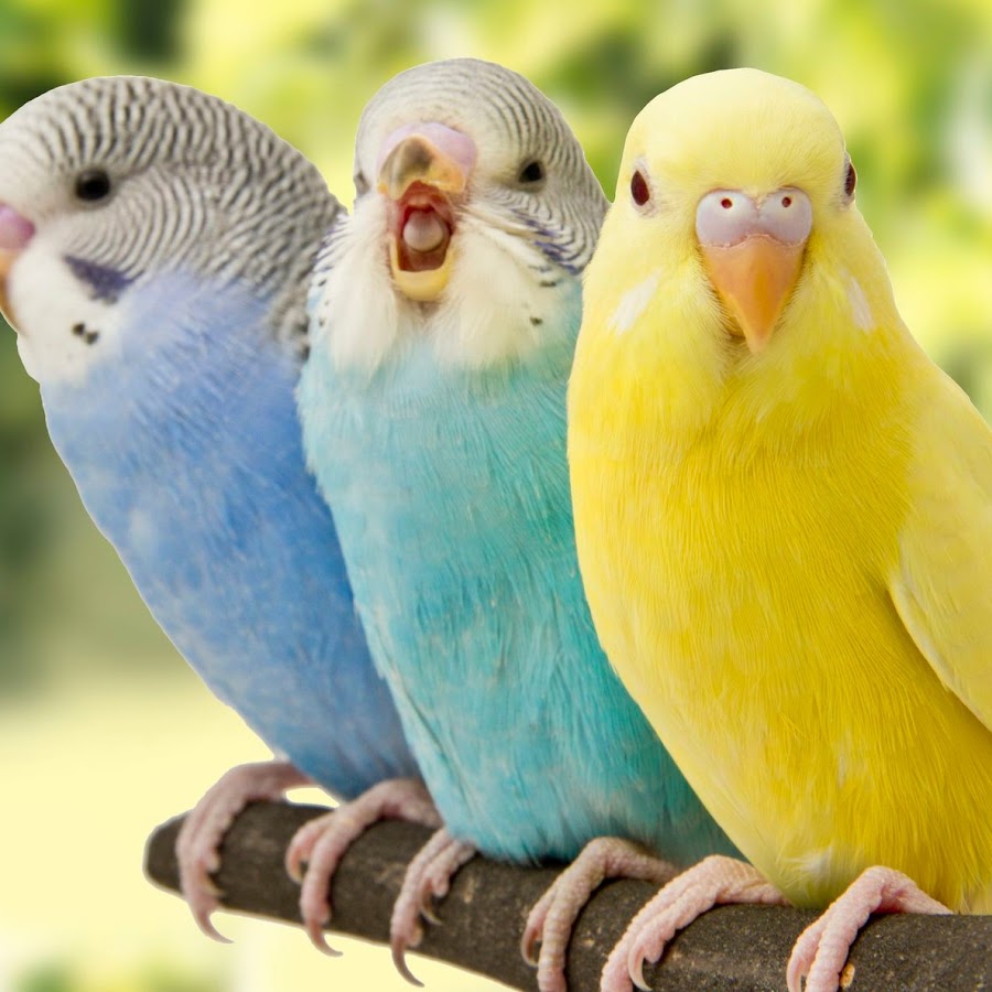 The Birds Lover - YouTube