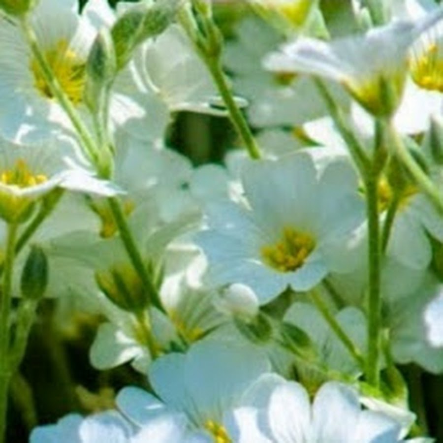 Chache official - YouTube