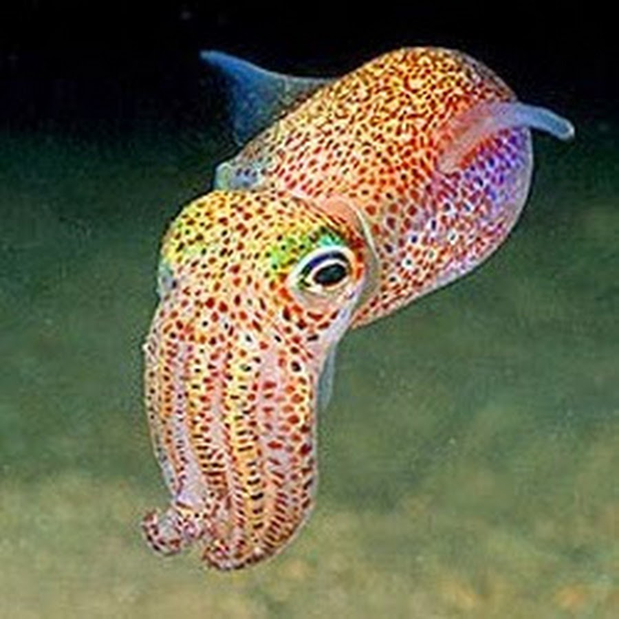 Cuddlefish - YouTube