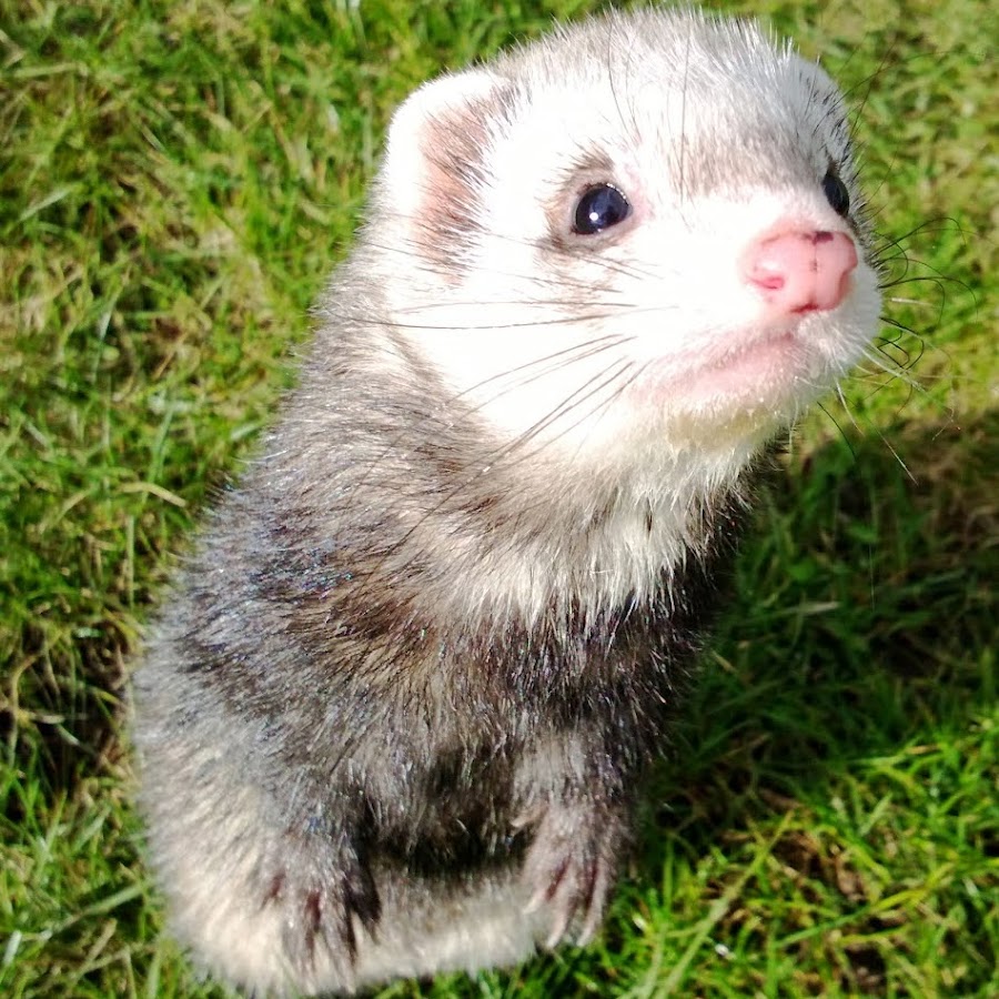 Positive Ferrets - YouTube