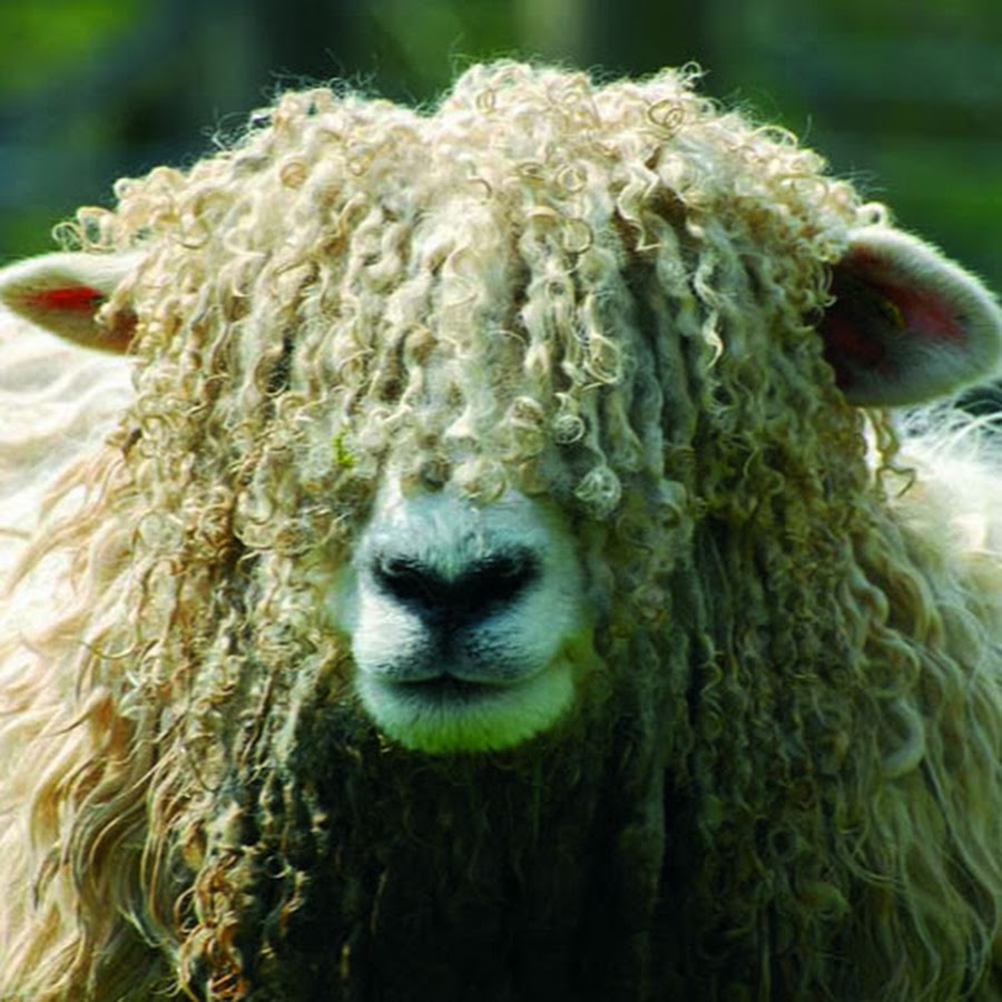 Shaggy Sheep - YouTube