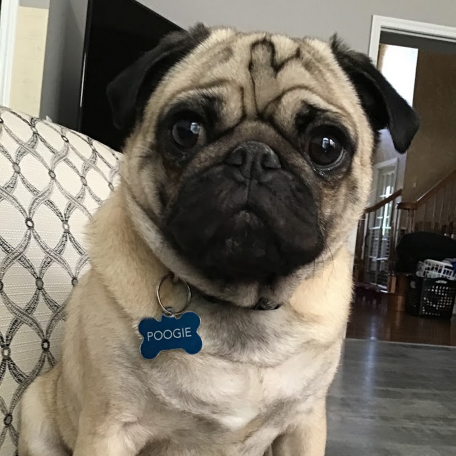 poogie the pug - YouTube