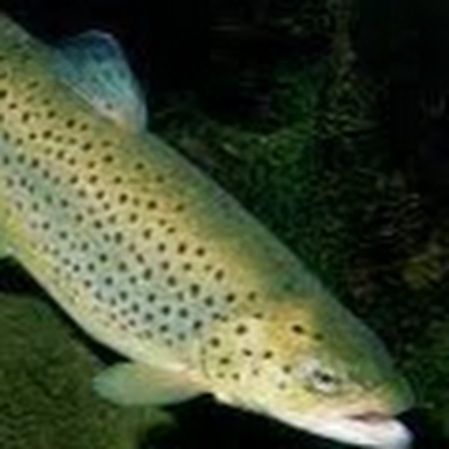 Thunderfish YT - YouTube