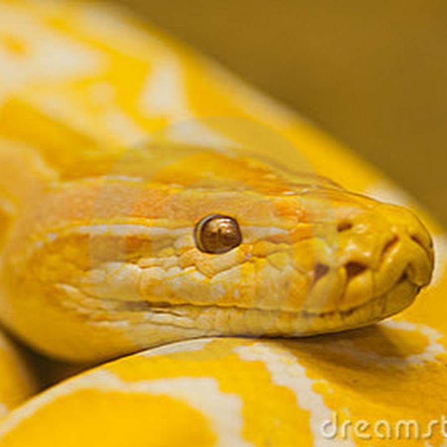 Golden Python - YouTube