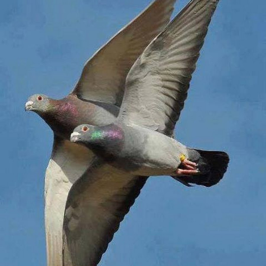 Pigeon Master - YouTube