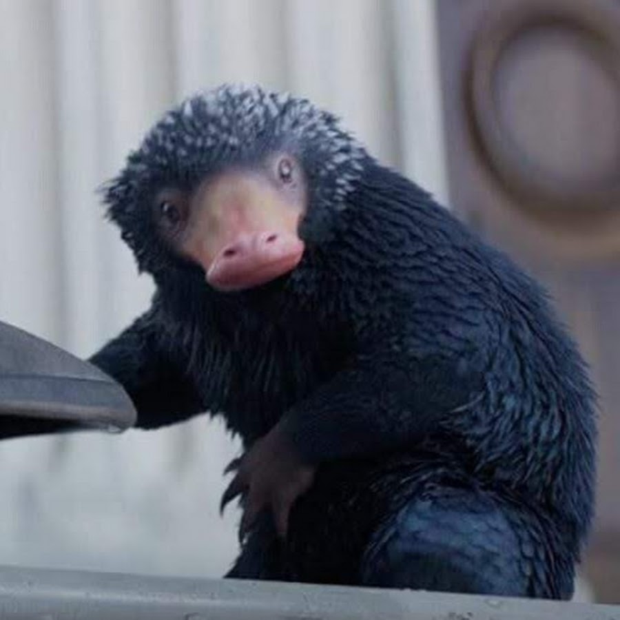 Le Niffleur De Potter - YouTube