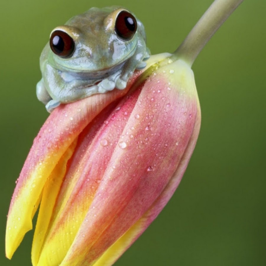 Fancy Frog - YouTube