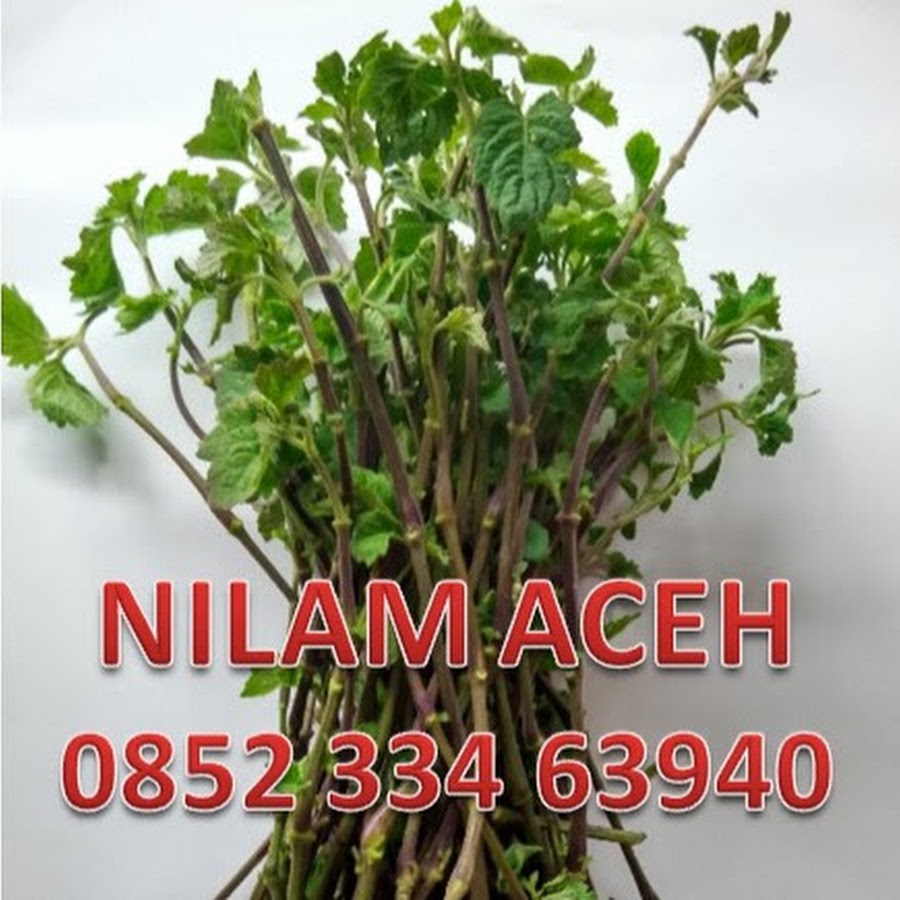 Penjual Stek Bibit Nilam Aceh 0852 334 63940 - YouTube