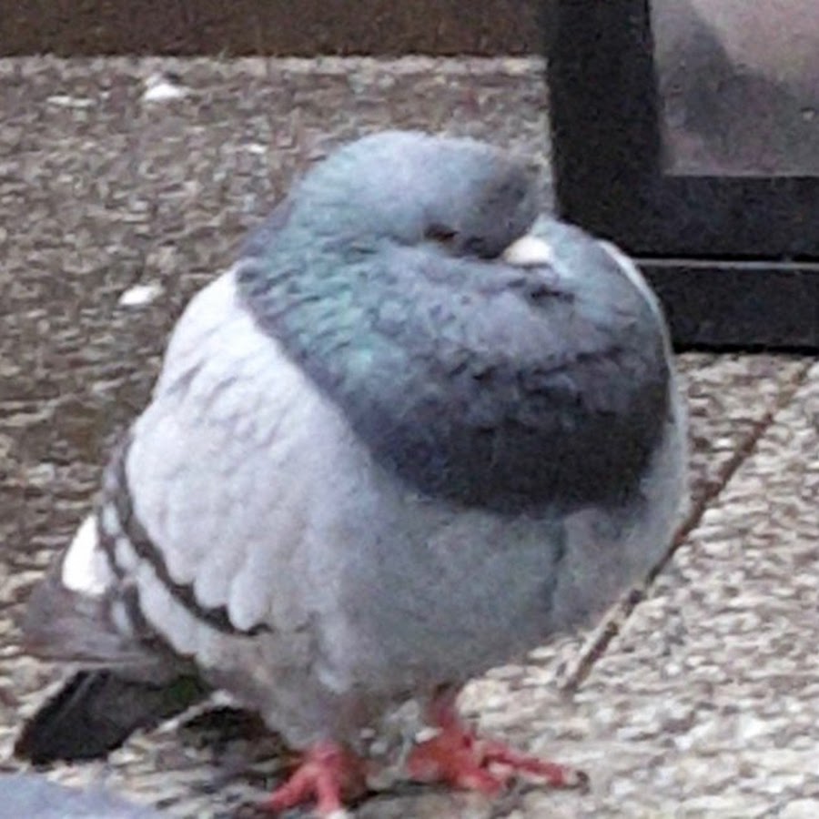 Alpha Pigeon - YouTube