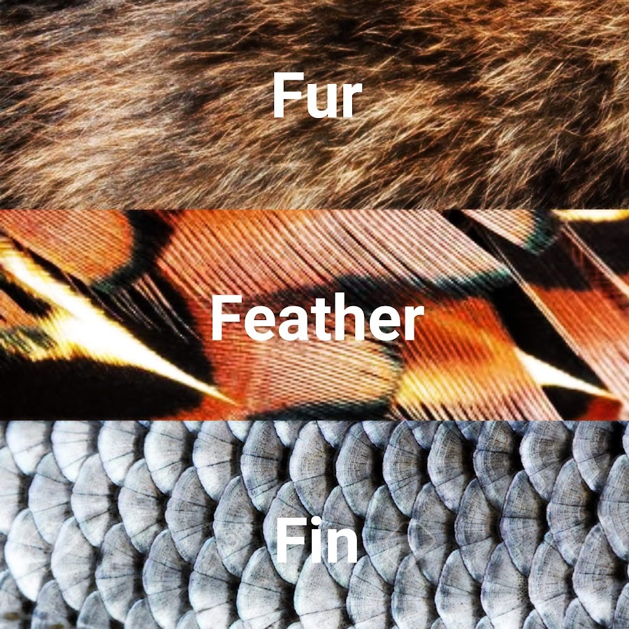 Fur Feather & Fin with Mikey cookson - YouTube