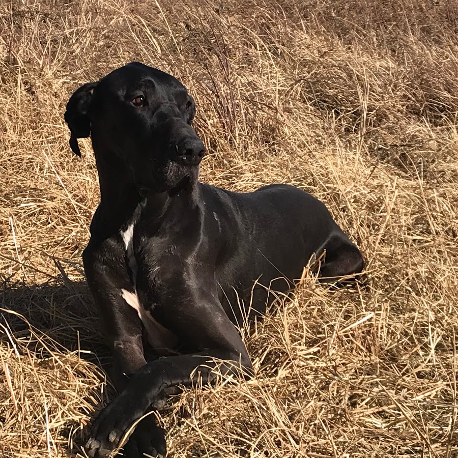 Pipe & Dog - YouTube