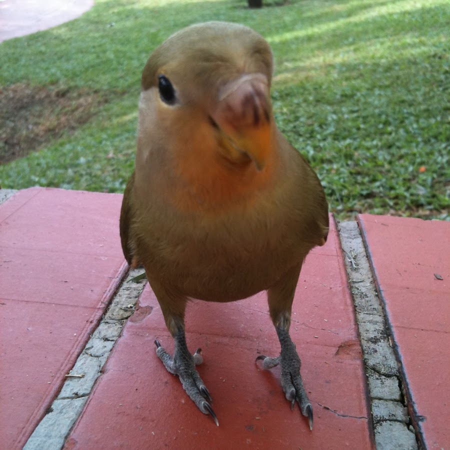 Papa Bird - YouTube