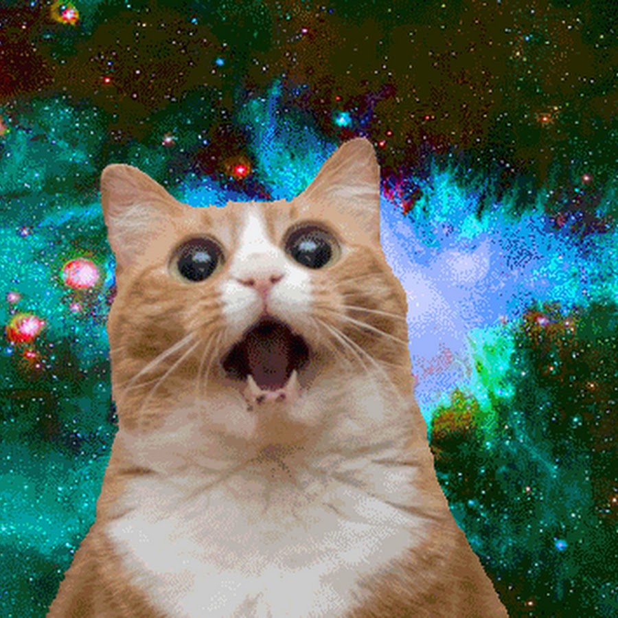 HypedUp Cat - YouTube