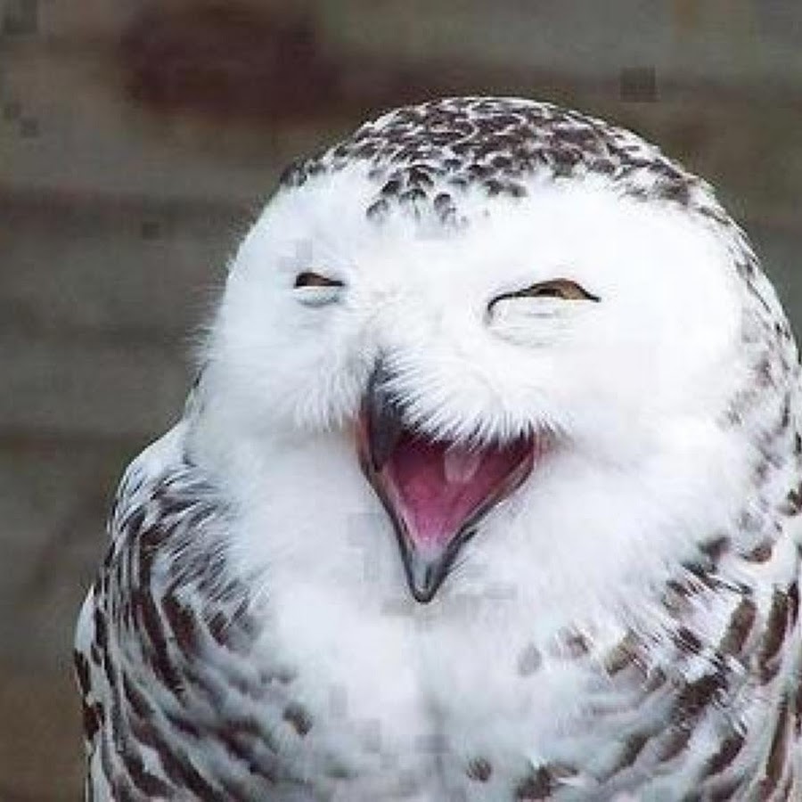 Droll Picture - YouTube