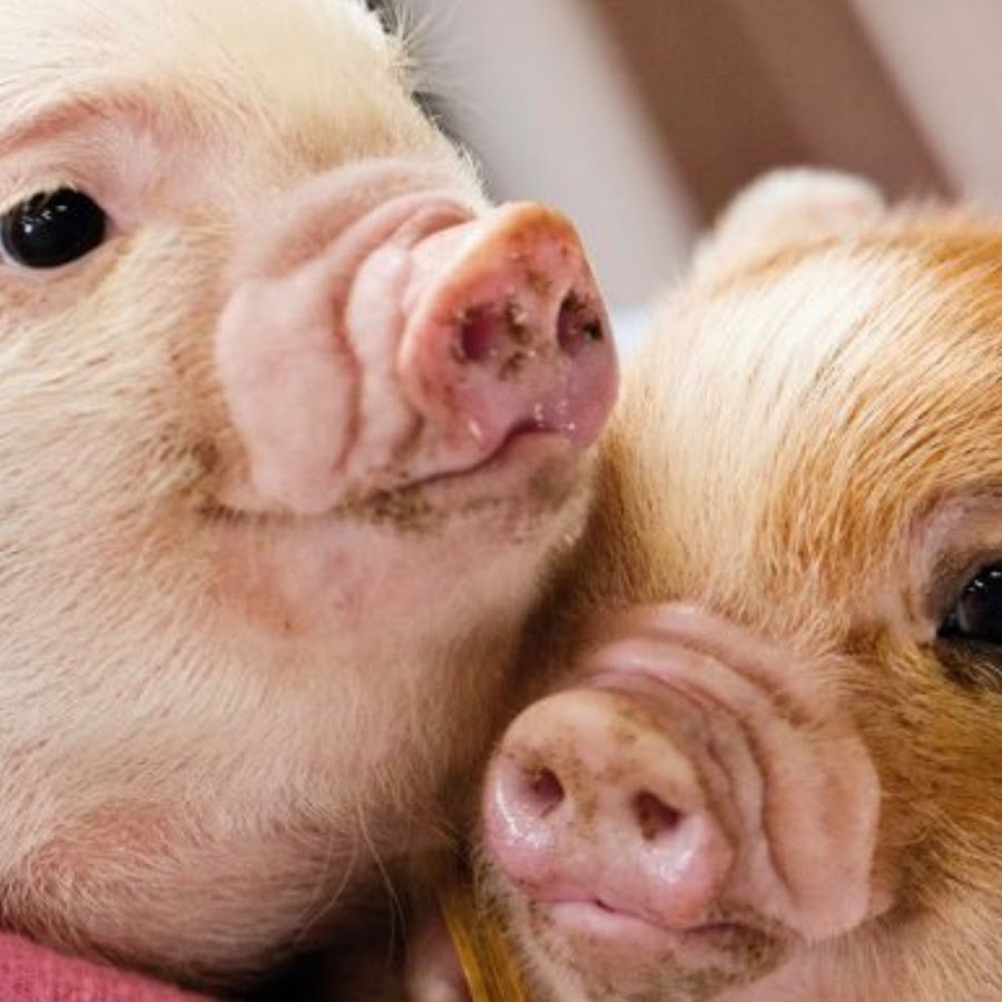 Gennie Pigwin - YouTube