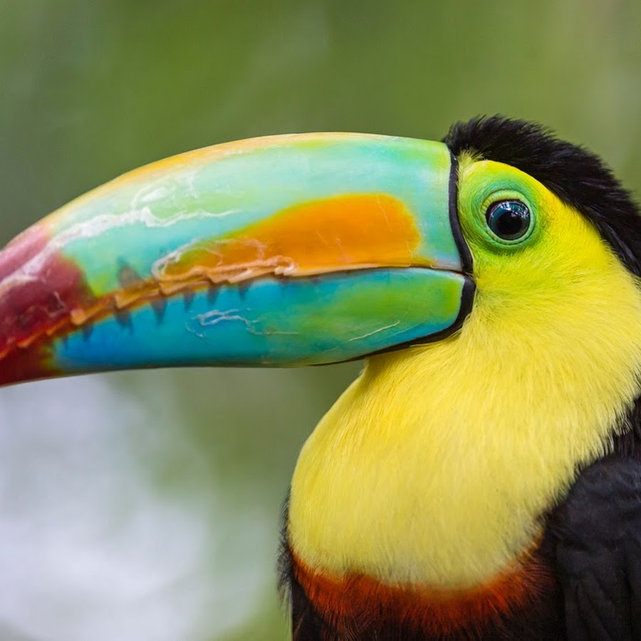 toucan man - YouTube