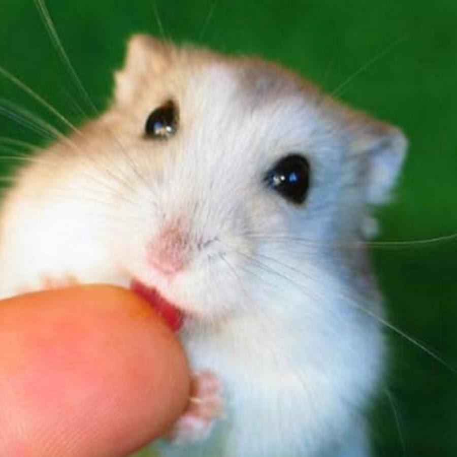 Polski Chomik - YouTube