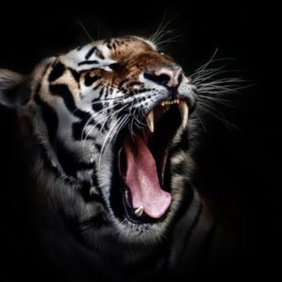 Chill Tiger - YouTube