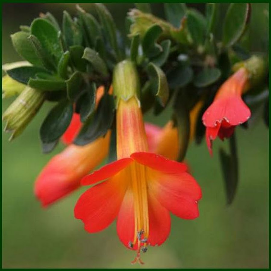 Kantuta Flower - YouTube