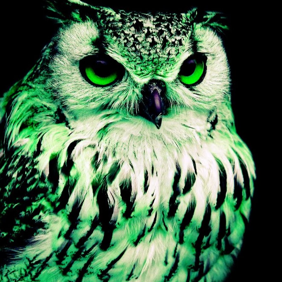 Emerald Owl - YouTube