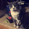 Greg The Cat - YouTube